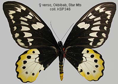 Papua Insects Foundation (Lepidoptera/Papilionidae/Ornithoptera chimaera)